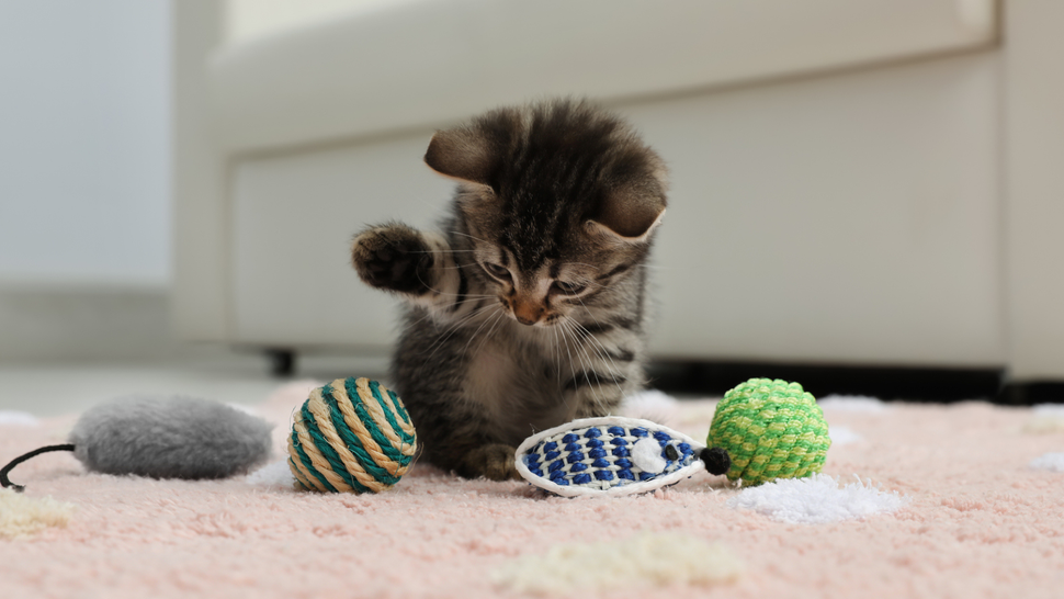 5 reasons why your cat wants to play all the time (and how to keep them ...