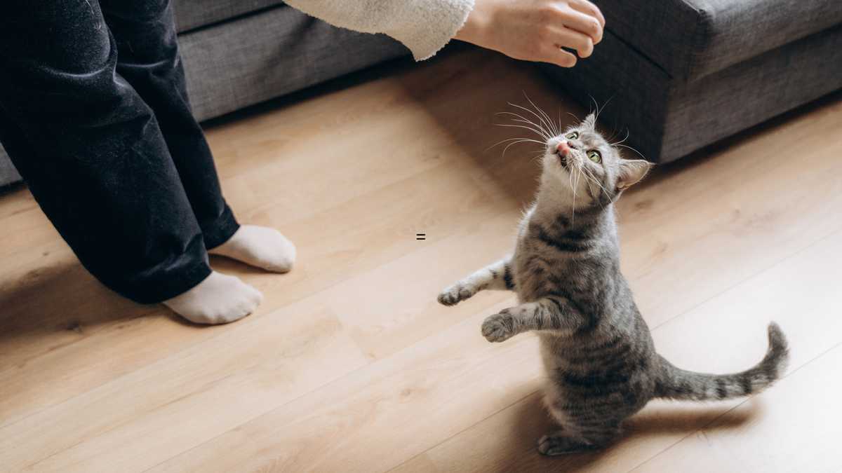 Expert reveals how to teach a cat a trick (we can’t believe how simple ...