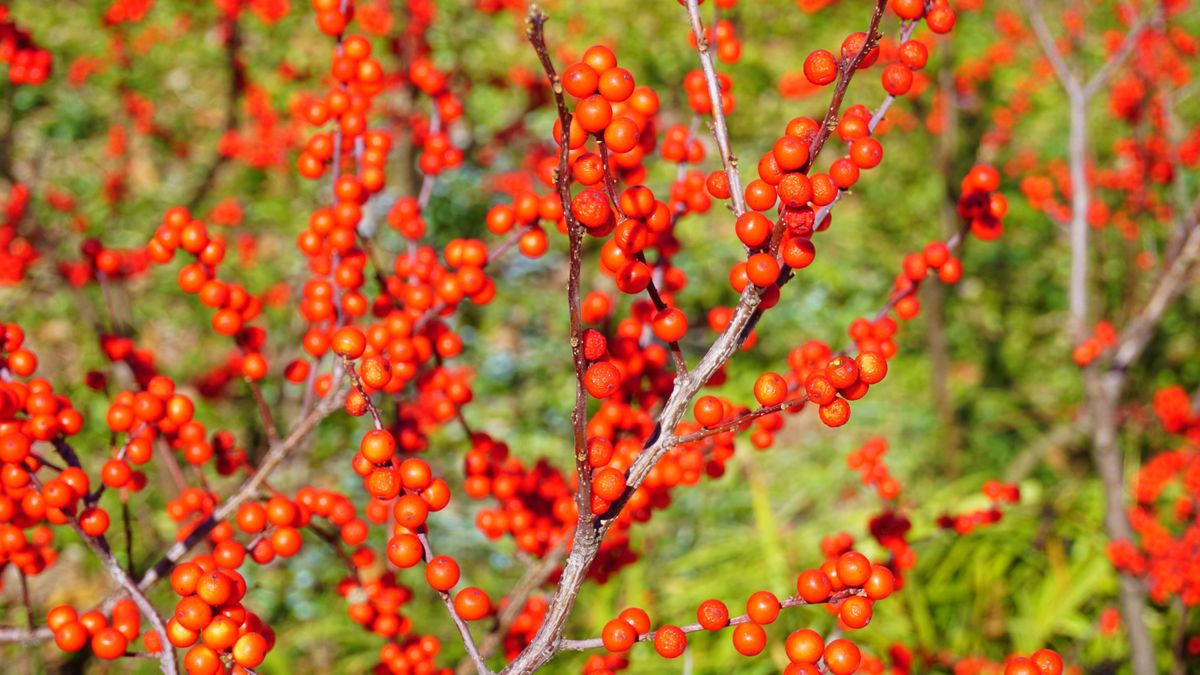 7 best winterproof plants to survive the cold | Tom's Guide