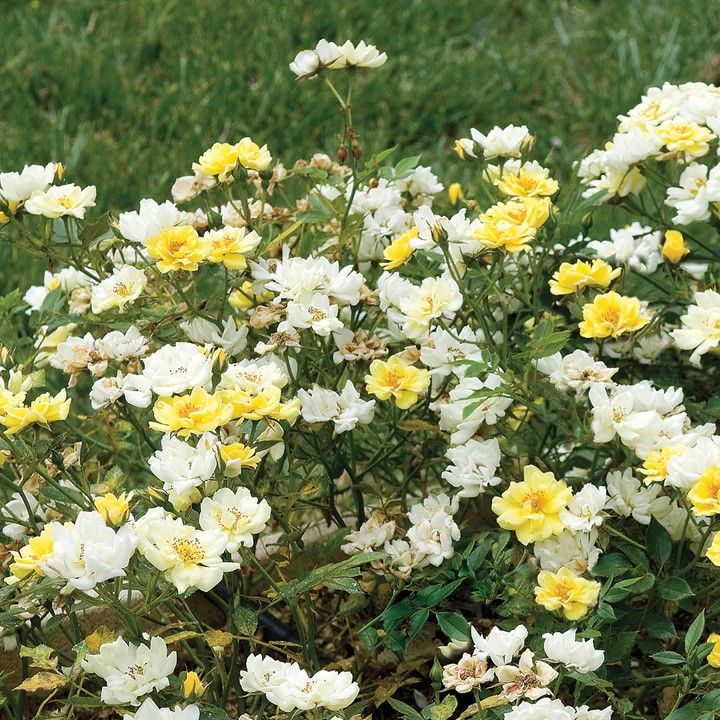 How to grow miniature roses for compact blooming shrubs | Homes and Gardens