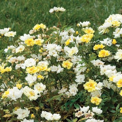 How to grow miniature roses for compact blooming shrubs | Homes and Gardens