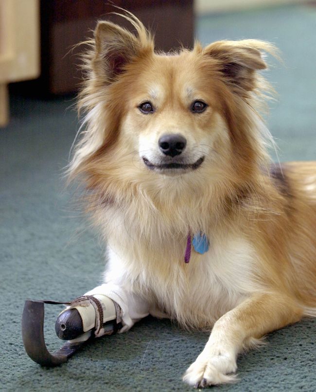 The heartbreaking stories behind 5 adorable bionic dogs | The Week