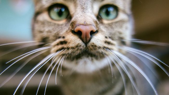 10 fascinating cat facts from an expert feline behaviorist | PetsRadar