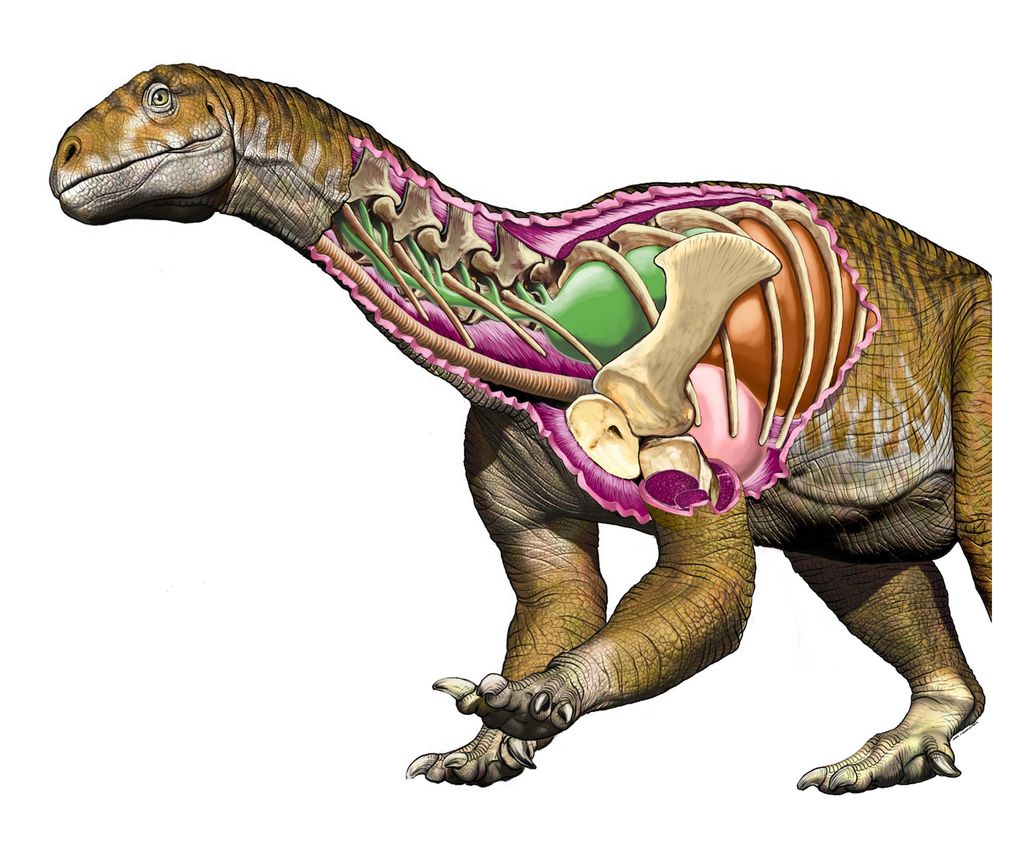Discovery Of First Giant Dinosaur Is A Huge Evolutionary Finding discovery-of-first-giant-dinosaur-is-a-huge-evolutionary-finding