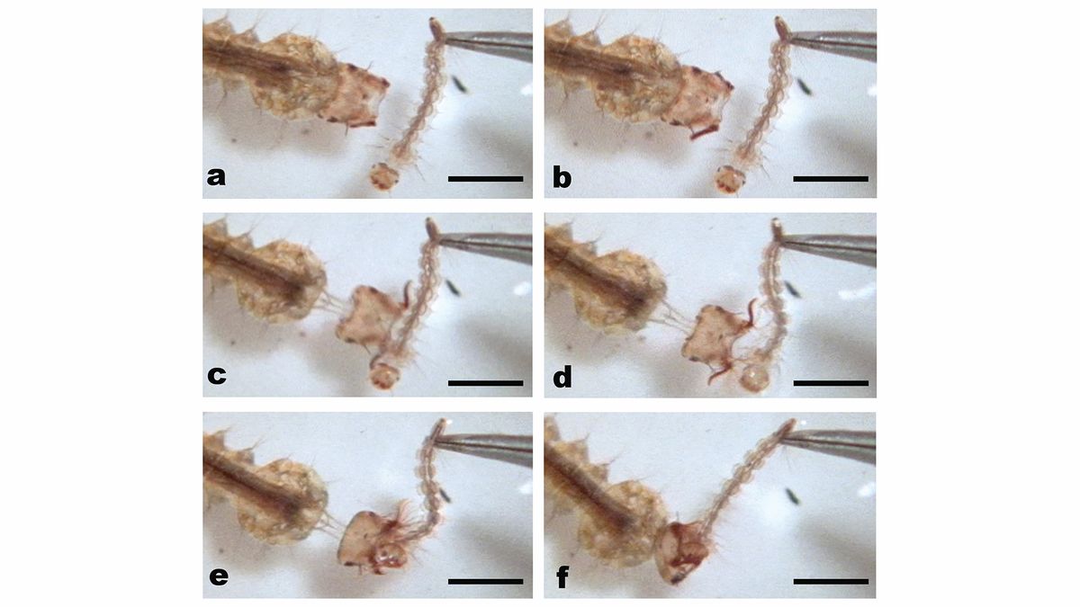 Mosquito larvae launch their heads like tiny harpoons to nab prey ...