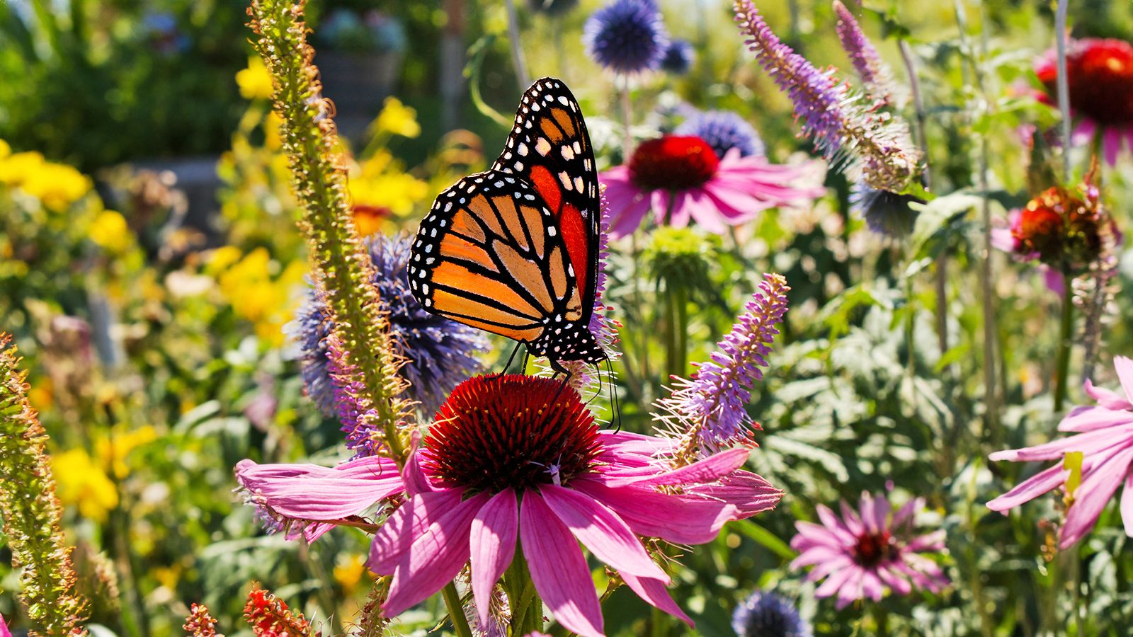 5 Butterfly Garden Planting Recipes For Pots And Borders | Gardening ...
