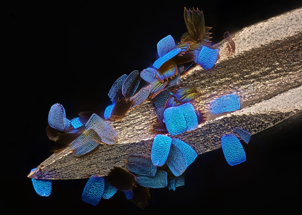 Weed, brains and spider eyeballs: 20 jaw-dropping snapshots of the ...