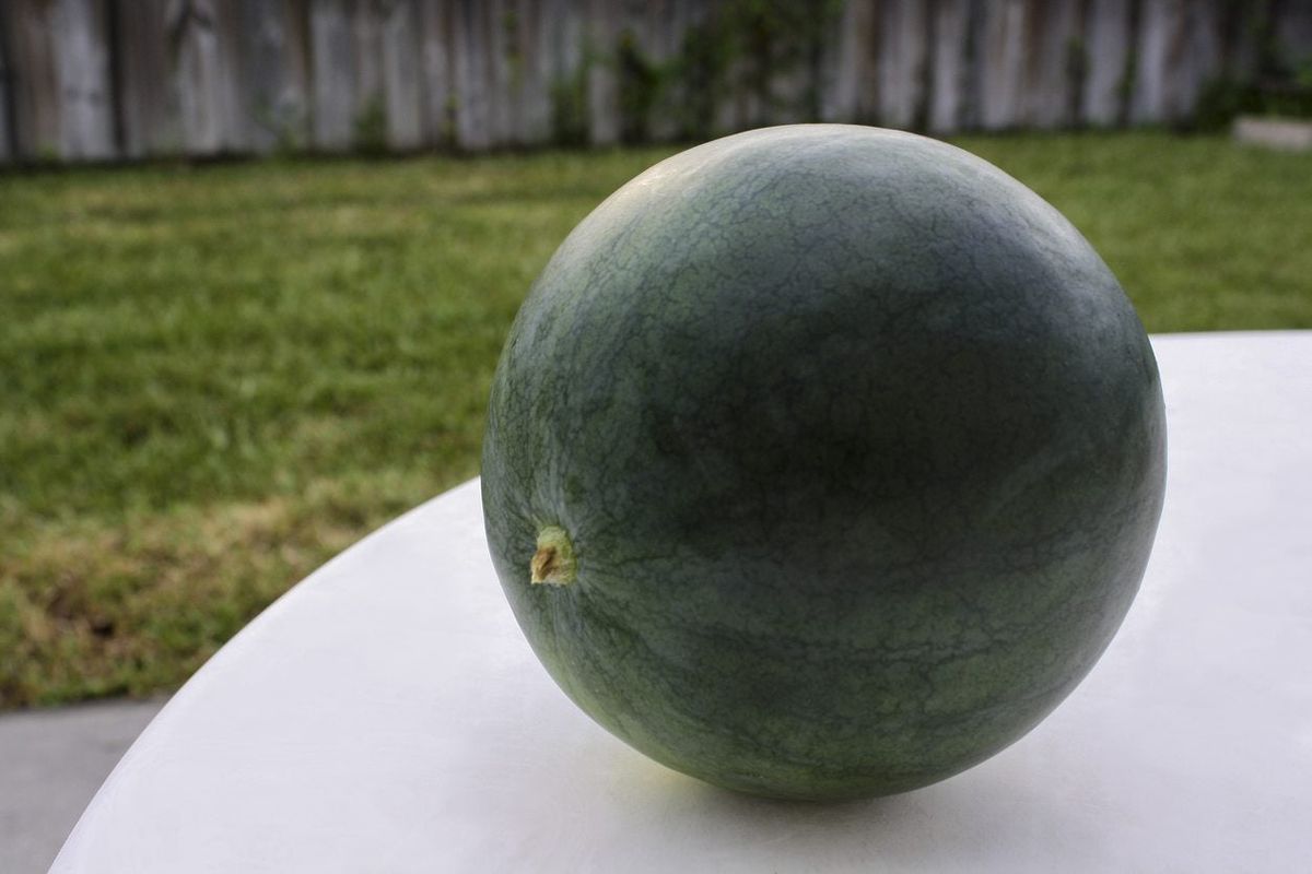 Watermelons For Zone 5: Growing Watermelons In Zone 5 Gardens ...