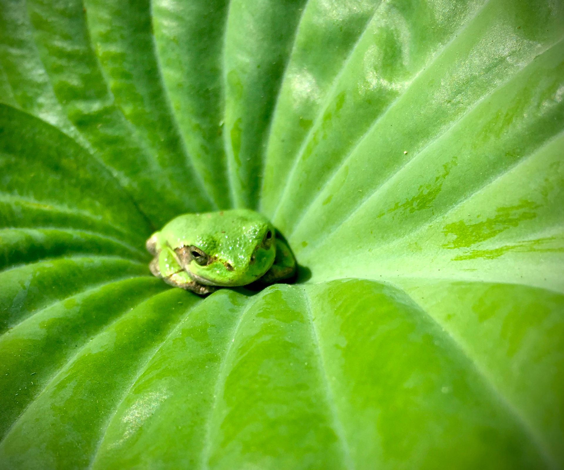 7 Best Plants For Frogs: Attract More Froggies To Your Pad! | Gardening Know How