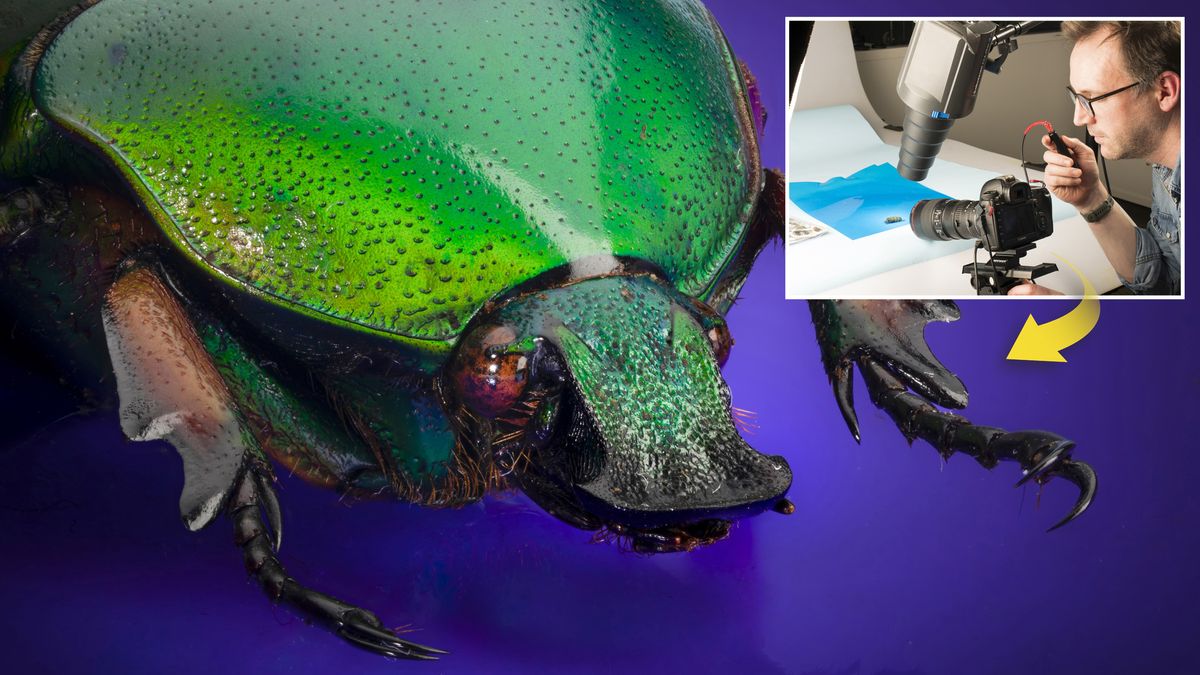 Take incredible insect photos with cheap extension tubes | Digital ...