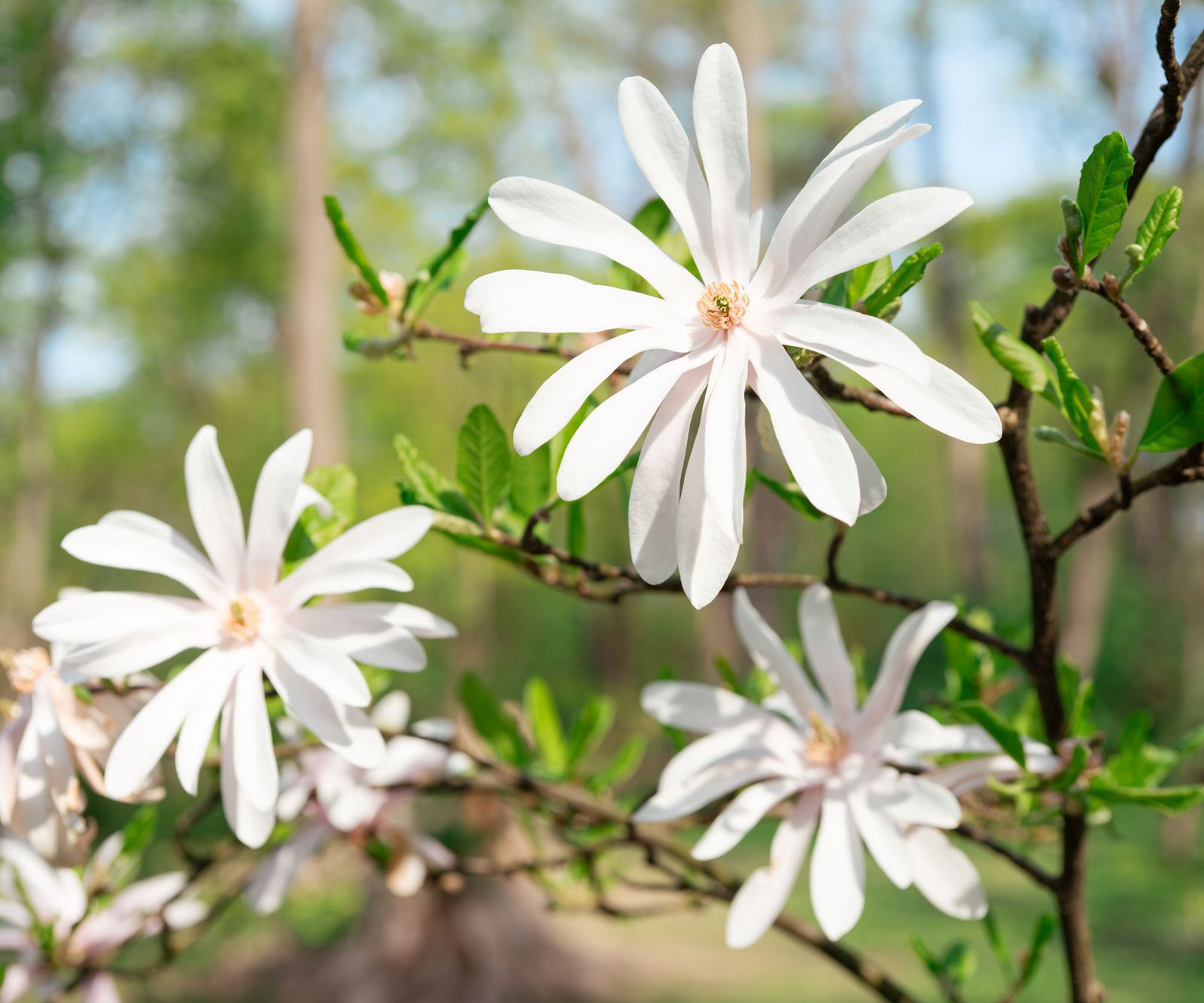 7 Small Flowering Trees That Make An Impact In Compact Yards ...