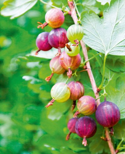 How to grow gooseberries: What to plant, how to look after them, and ...