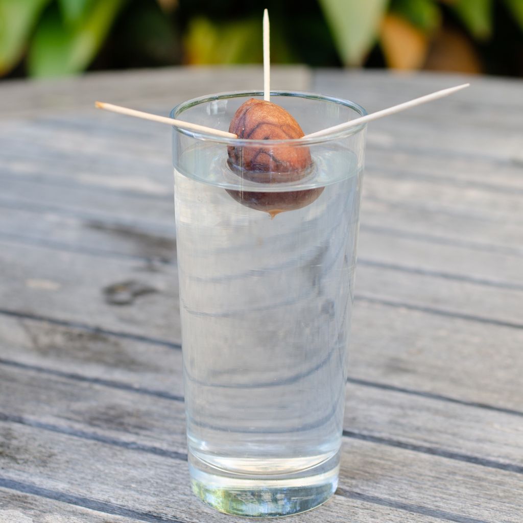 How to grow avocado from stone: a step-by-step guide | Ideal Home