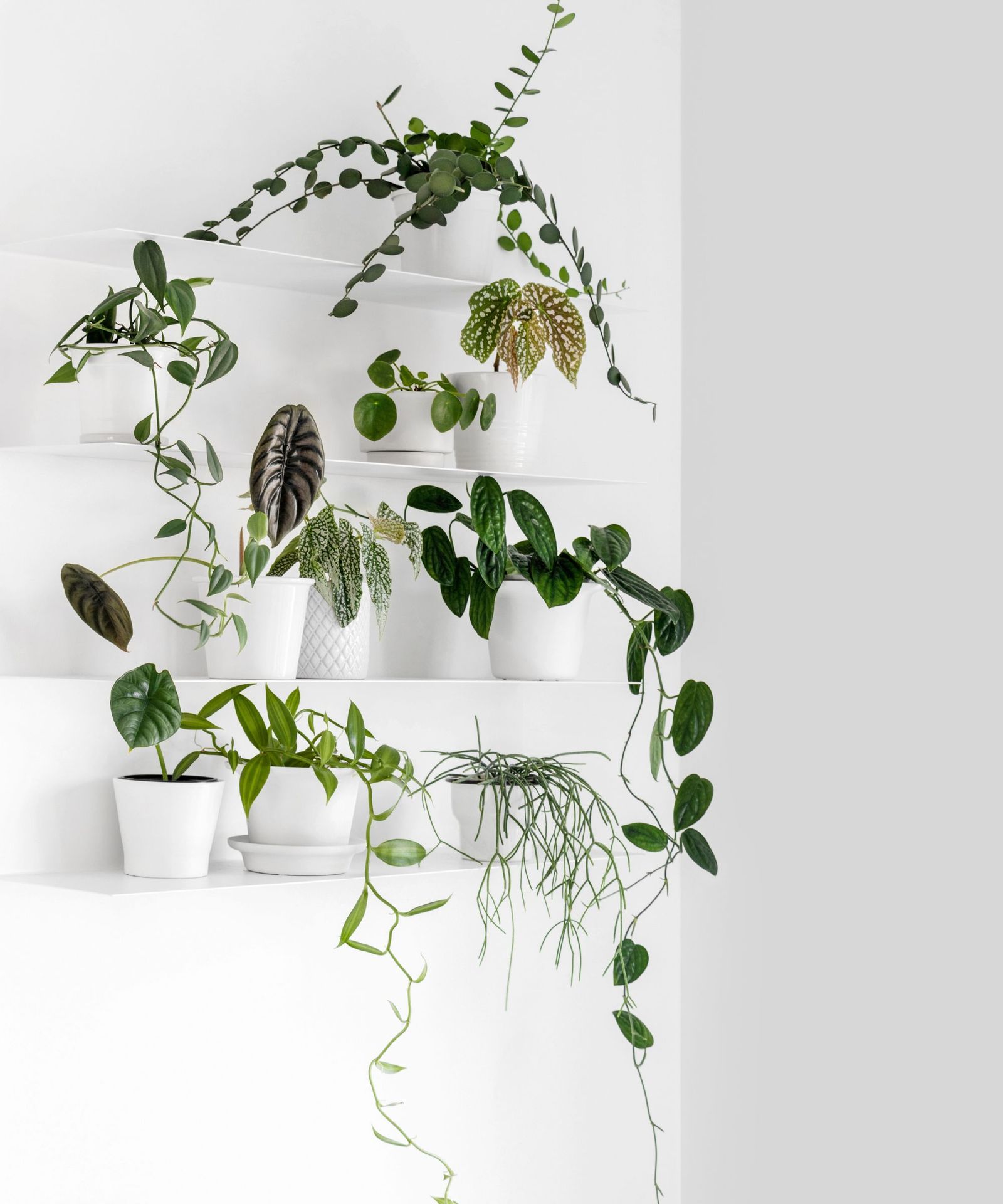 Houseplants that like being pot-bound: 8 picks | Homes and Gardens