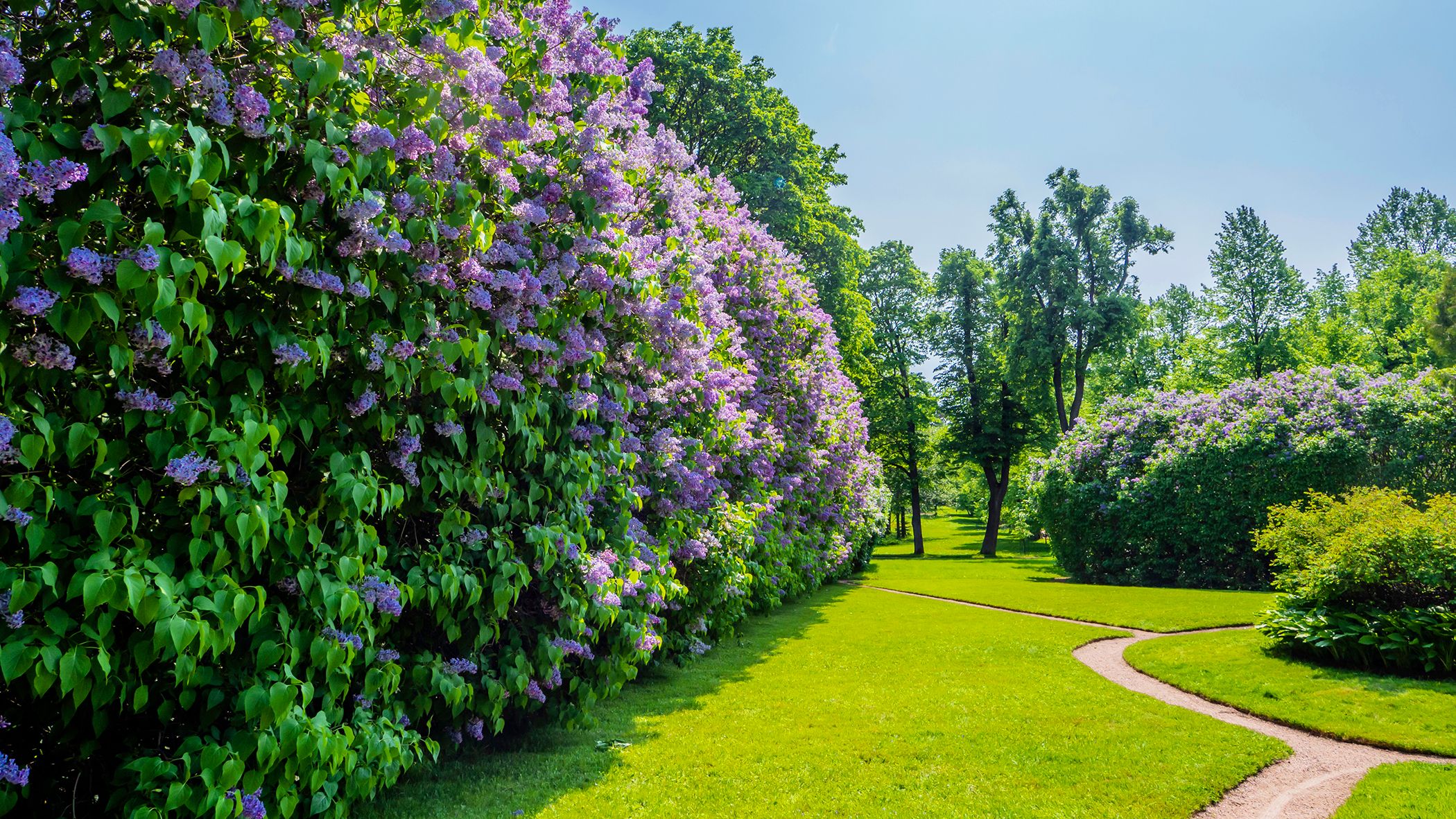 The 7 best fragrant hedge plants to keep your yard fresh this summer ...