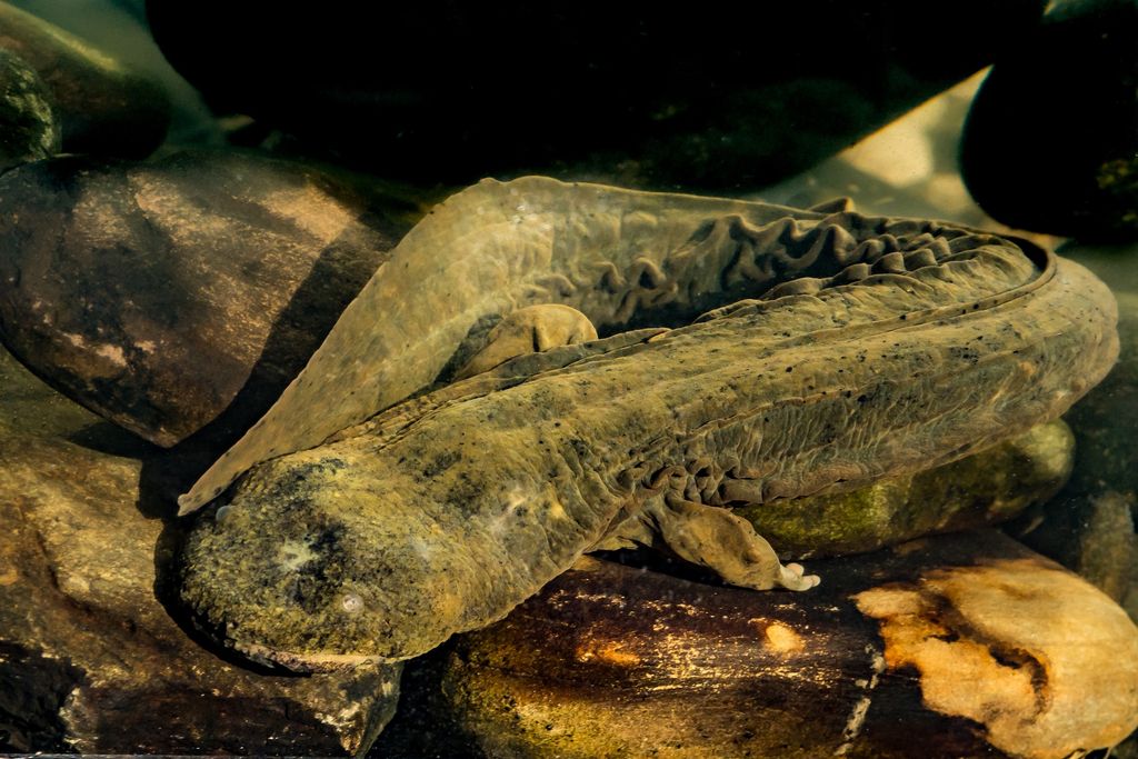What's the difference between a newt and a salamander? | Live Science