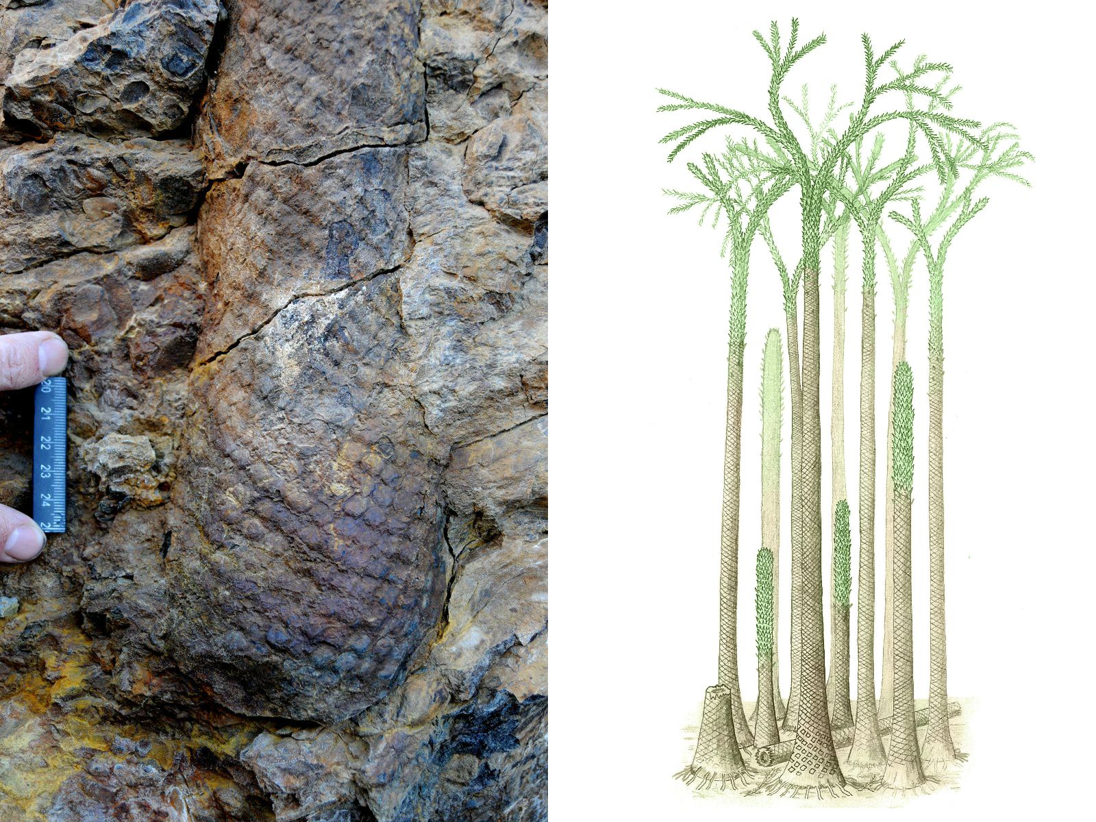 Fossilized Tropical Forest Found — in Arctic Norway | Live Science
