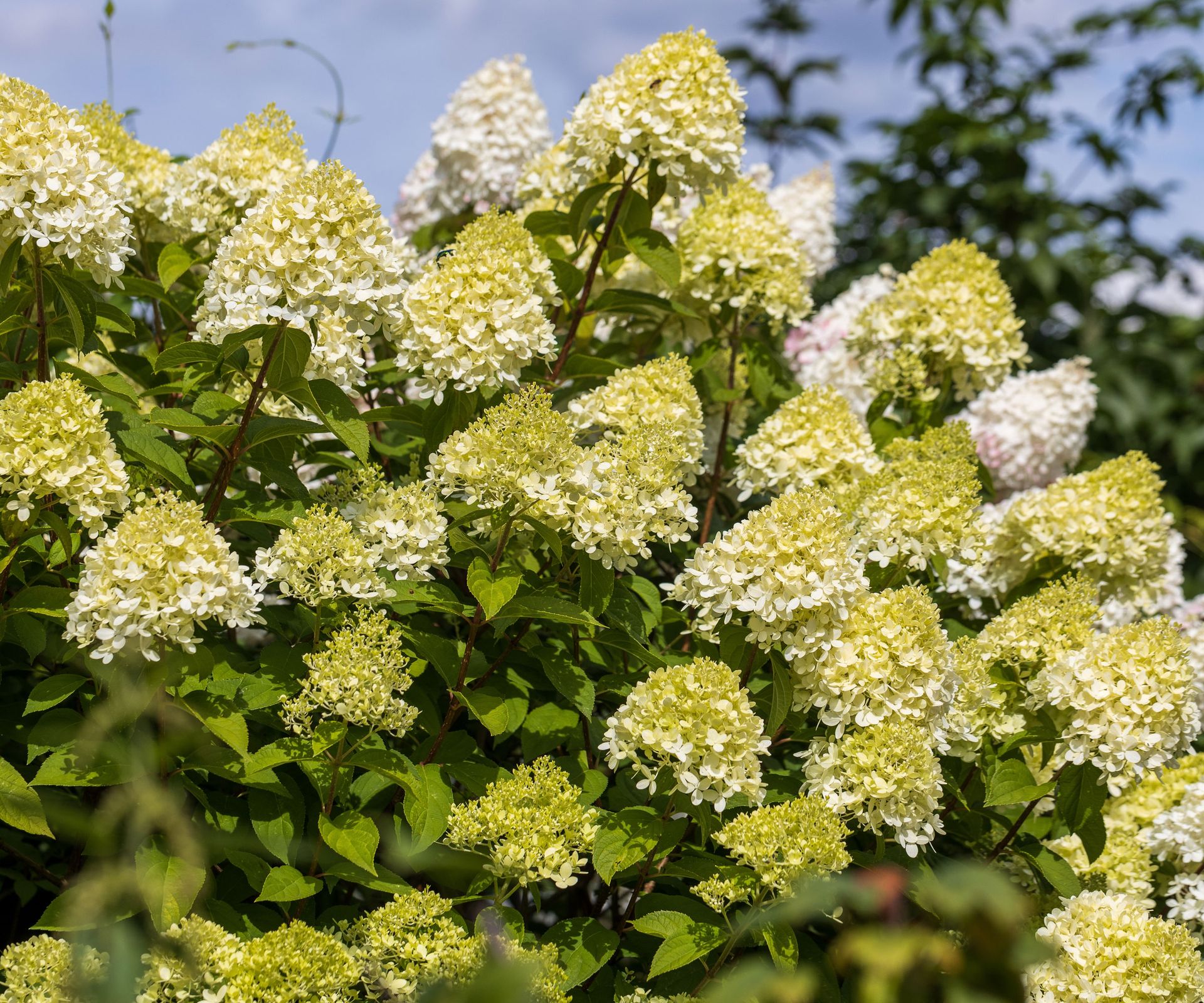Best Full Sun Hydrangea Varieties For Sun-Soaked Landscapes | Gardening ...
