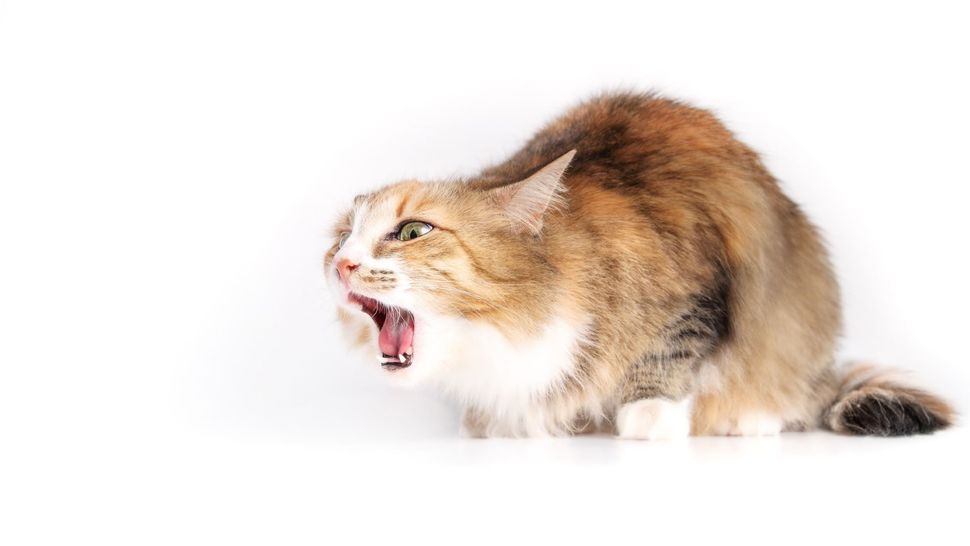 32 weird cat behaviors that you’re worried about | PetsRadar