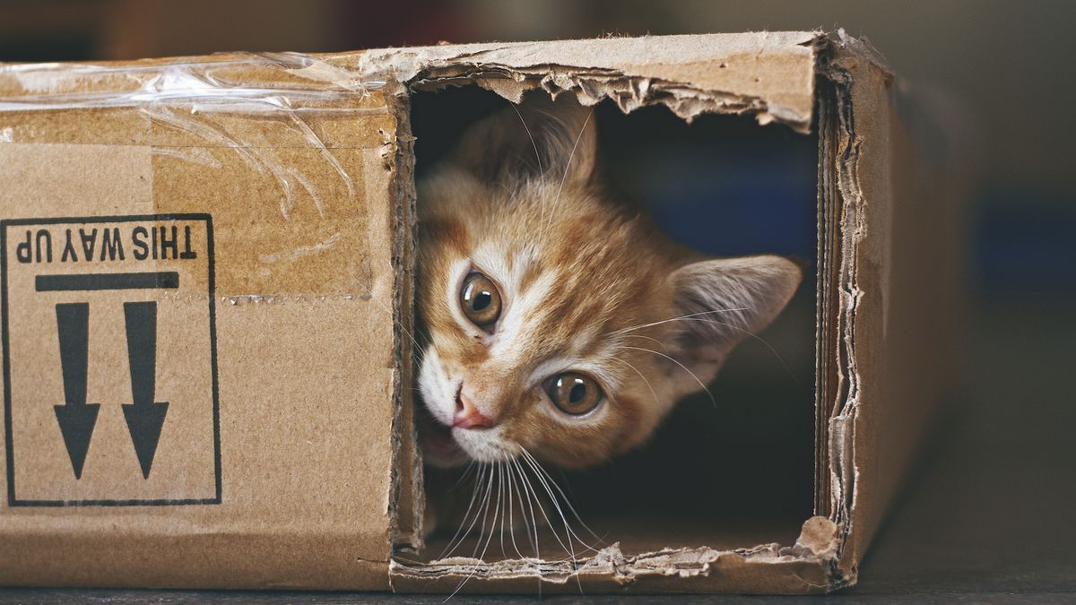 32 funny things cats do | PetsRadar