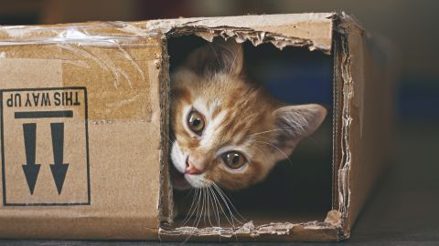 32 funny things cats do | PetsRadar