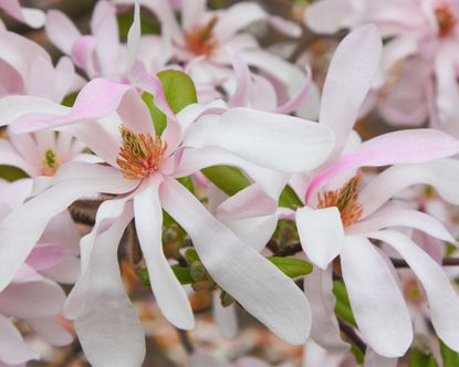 Magnolia trees: a guide to the most popular varieties | Gardeningetc