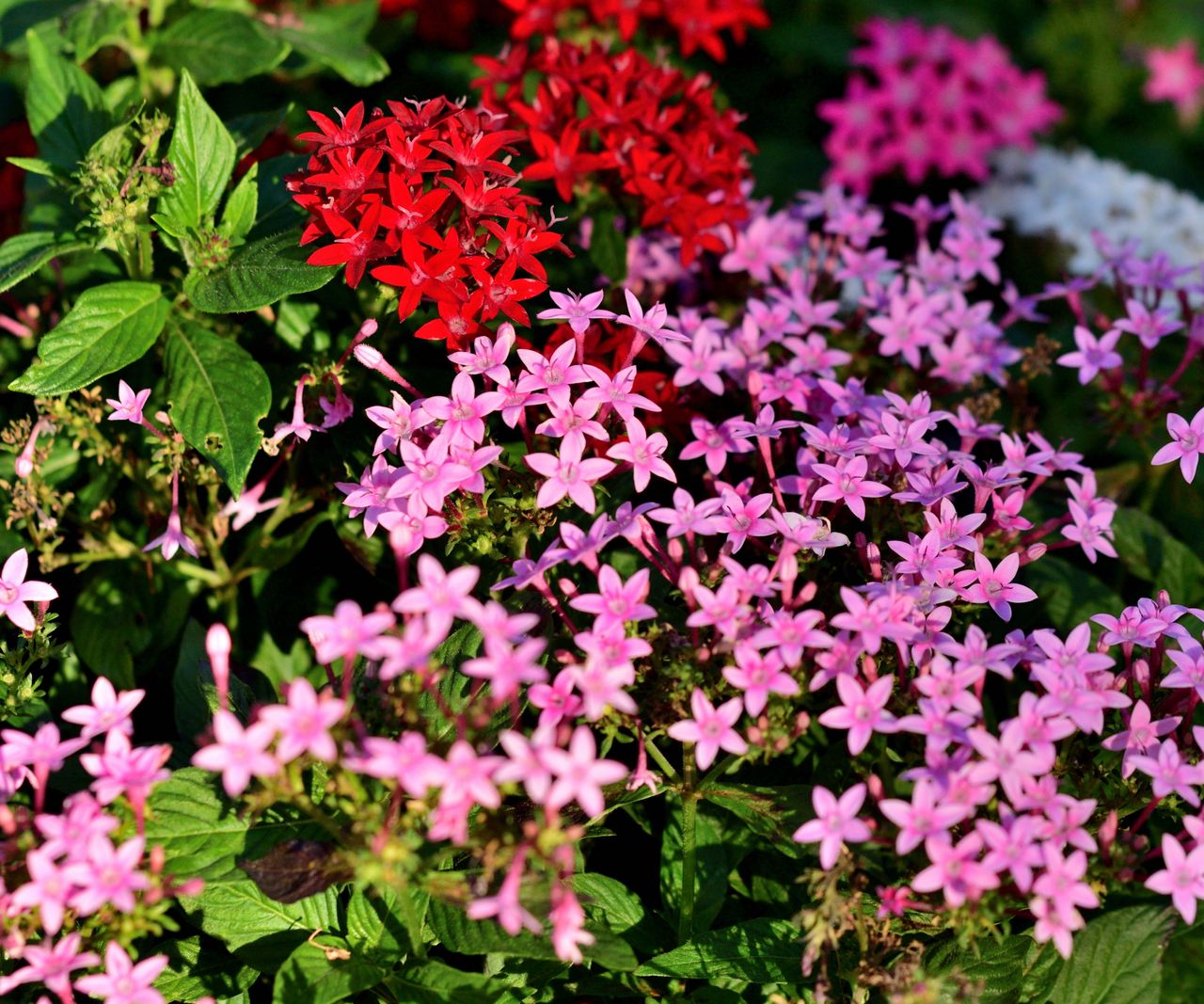 How to deadhead pentas plants and when to do it | Homes and Gardens