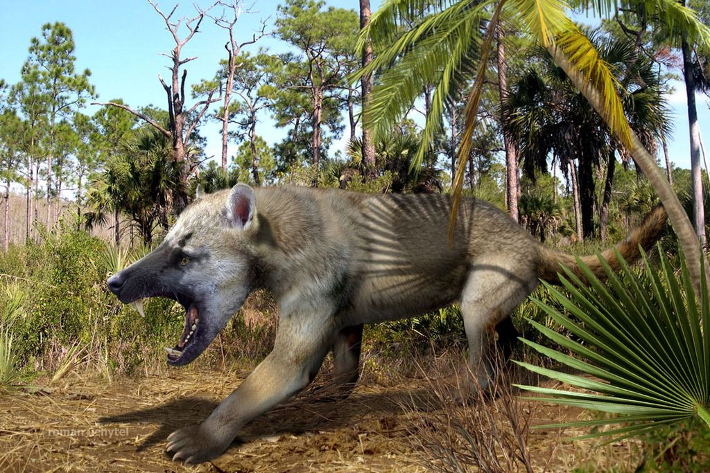 Facts About the Bear Dog | Live Science