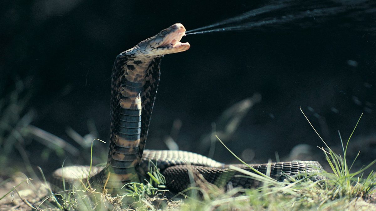 What's the difference between poison and venom? | Live Science