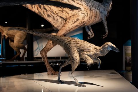 In Images: A New Look at T. Rex and Its Relatives | Live Science