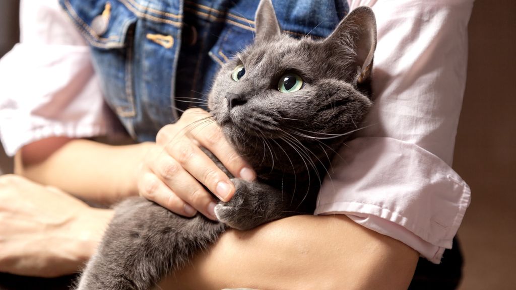 32 facts about Russian Blue cats | PetsRadar