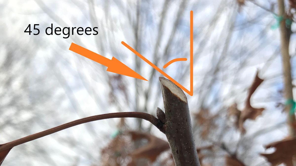 7 pruning mistakes to avoid | Top Ten Reviews