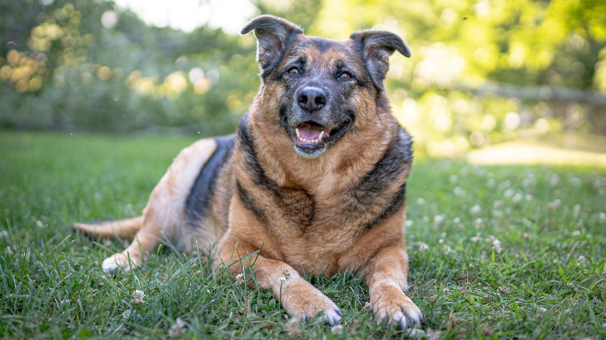 32 things to know about Dutch shepherd dogs | PetsRadar