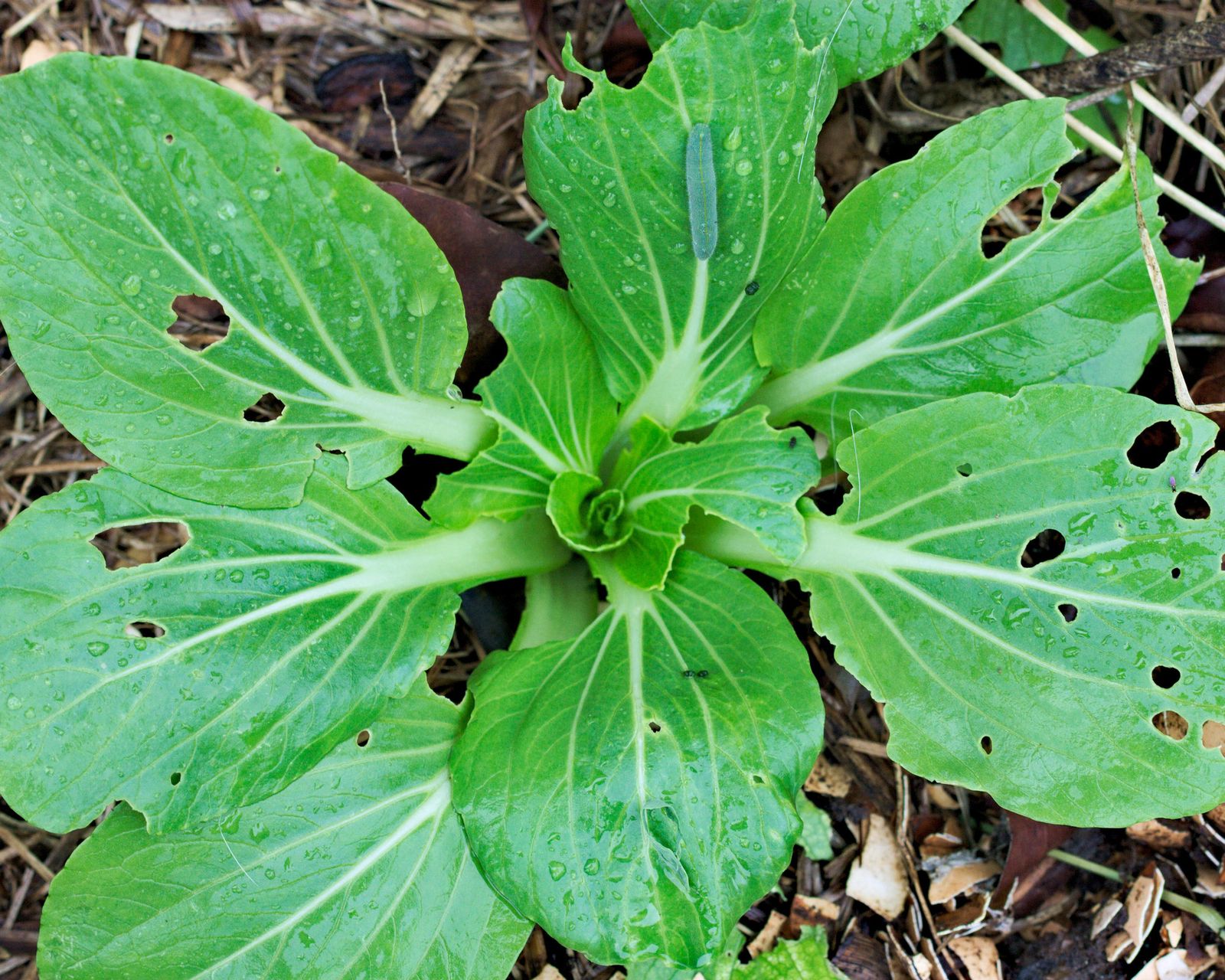 How to grow pak choi: expert planting, growing and care tips | Gardeningetc