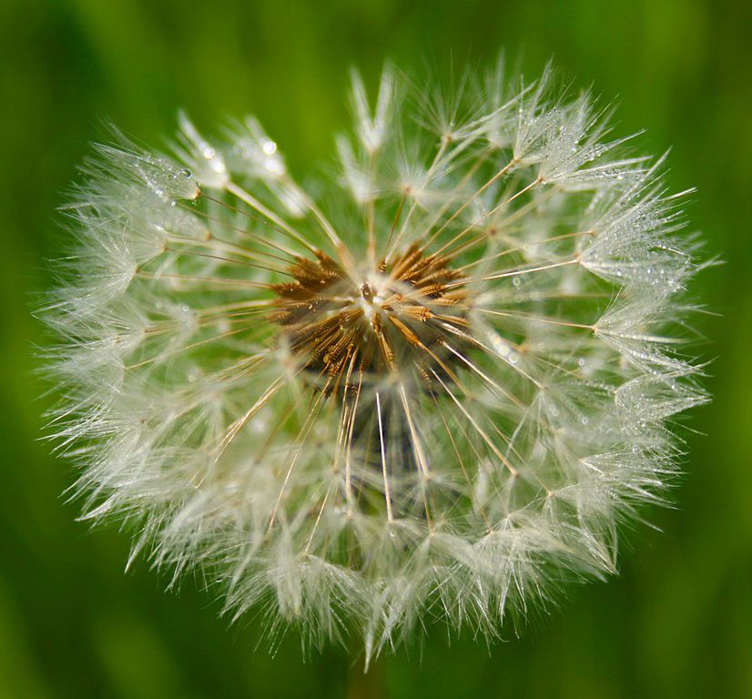 Dandelions: Our favourite weeds, and how they might help save the ...