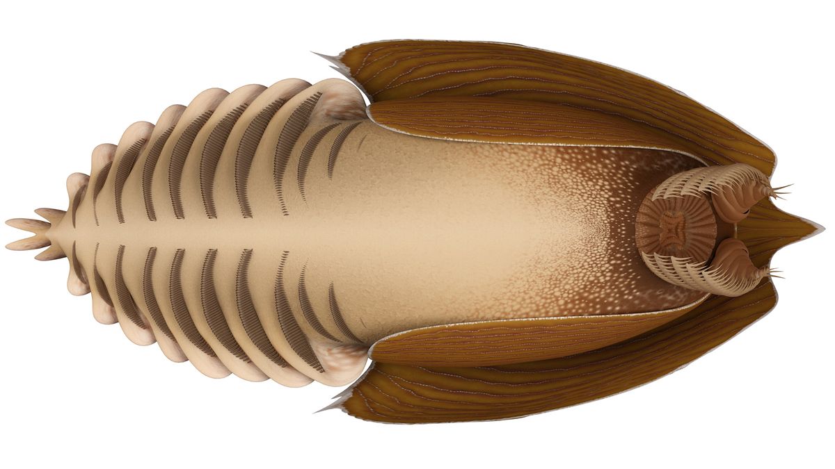 Helmet-headed Cambrian sea monster sucked up prey like a Roomba | Live ...