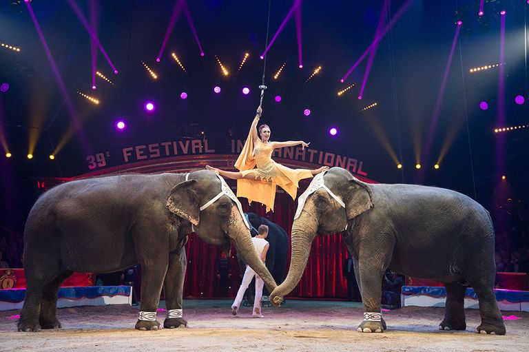 The sublime nobility of the circus elephant | The Week
