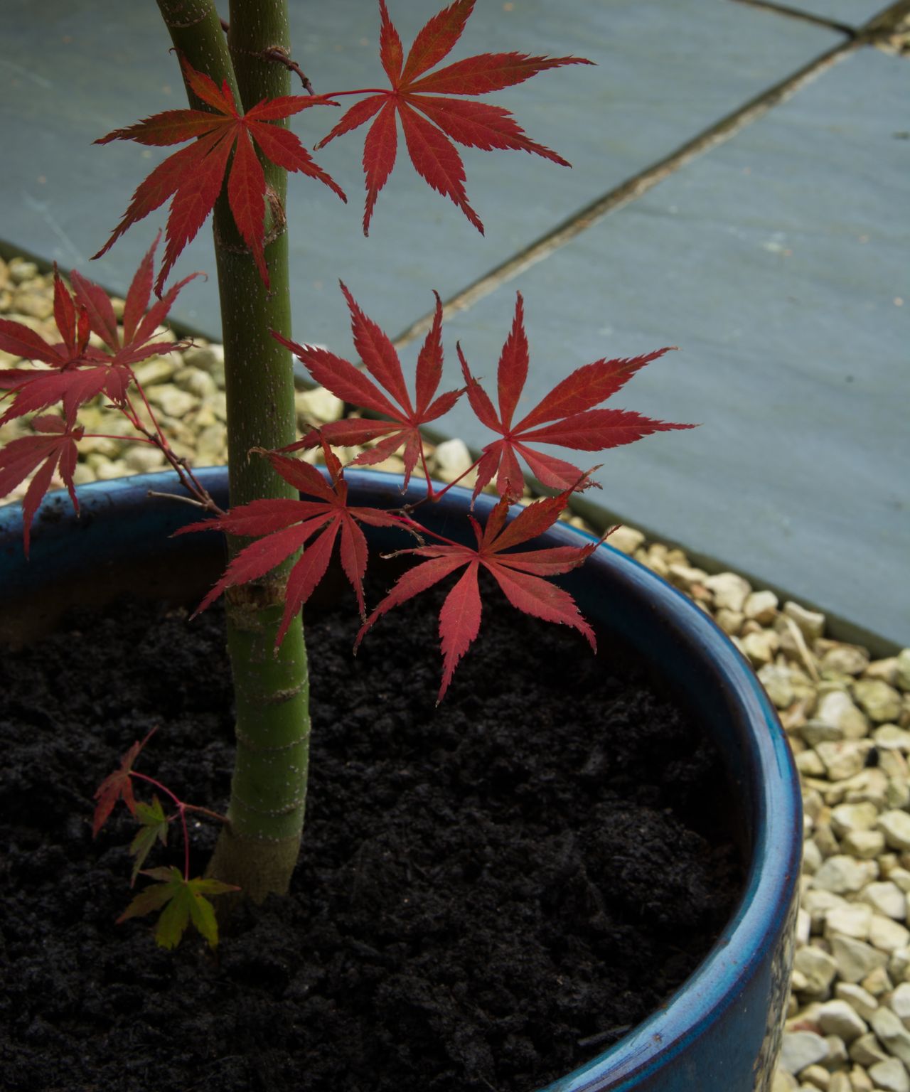 Best low maintenance trees for pots: 5 easy varieties | Homes and Gardens