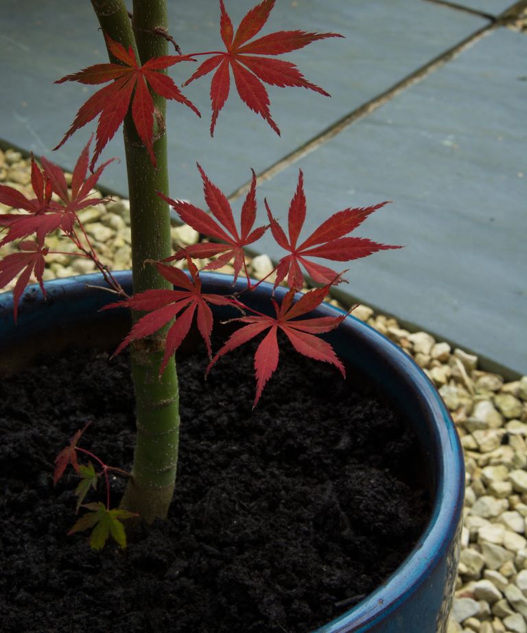 Best low maintenance trees for pots: 5 easy varieties | Homes and Gardens