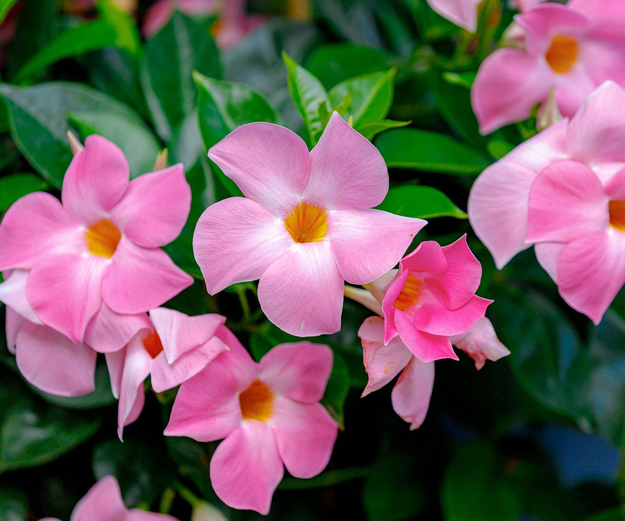 Grow These 8 Flowering Vines For Hummingbirds | Gardening Know How