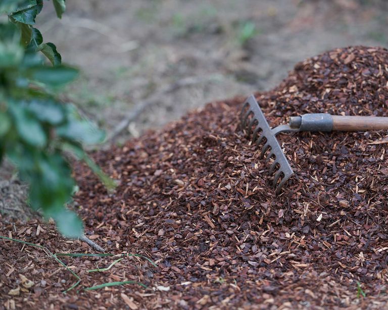 Compost vs mulch: what's the difference and which is best? | Gardeningetc
