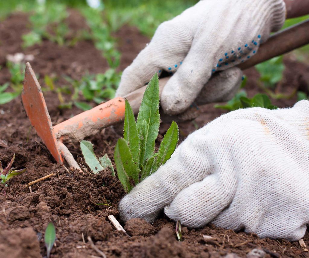 5 poisonous weeds you should never touch bare-handed | Homes and Gardens