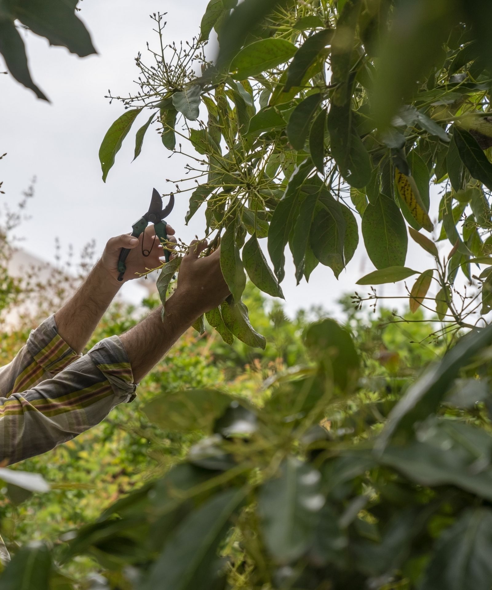 How to get an avocado tree to fruit: 3 expert tips | Homes and Gardens