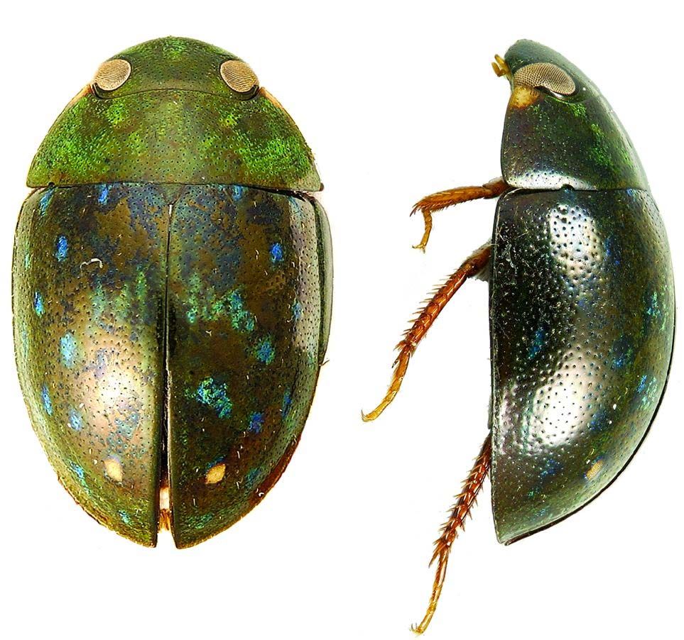 New Species Gallery: Expedition into Suriname's Jungles | Live Science