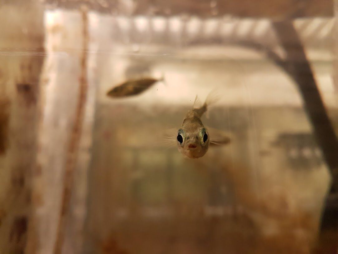 This Fish Just Gave Evolution the Finger and Got Pregnant | Live Science
