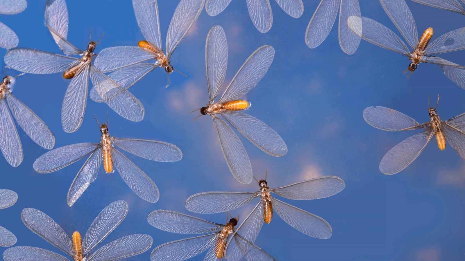 How to get rid of flying termites: 5 tips from experts | Homes and Gardens