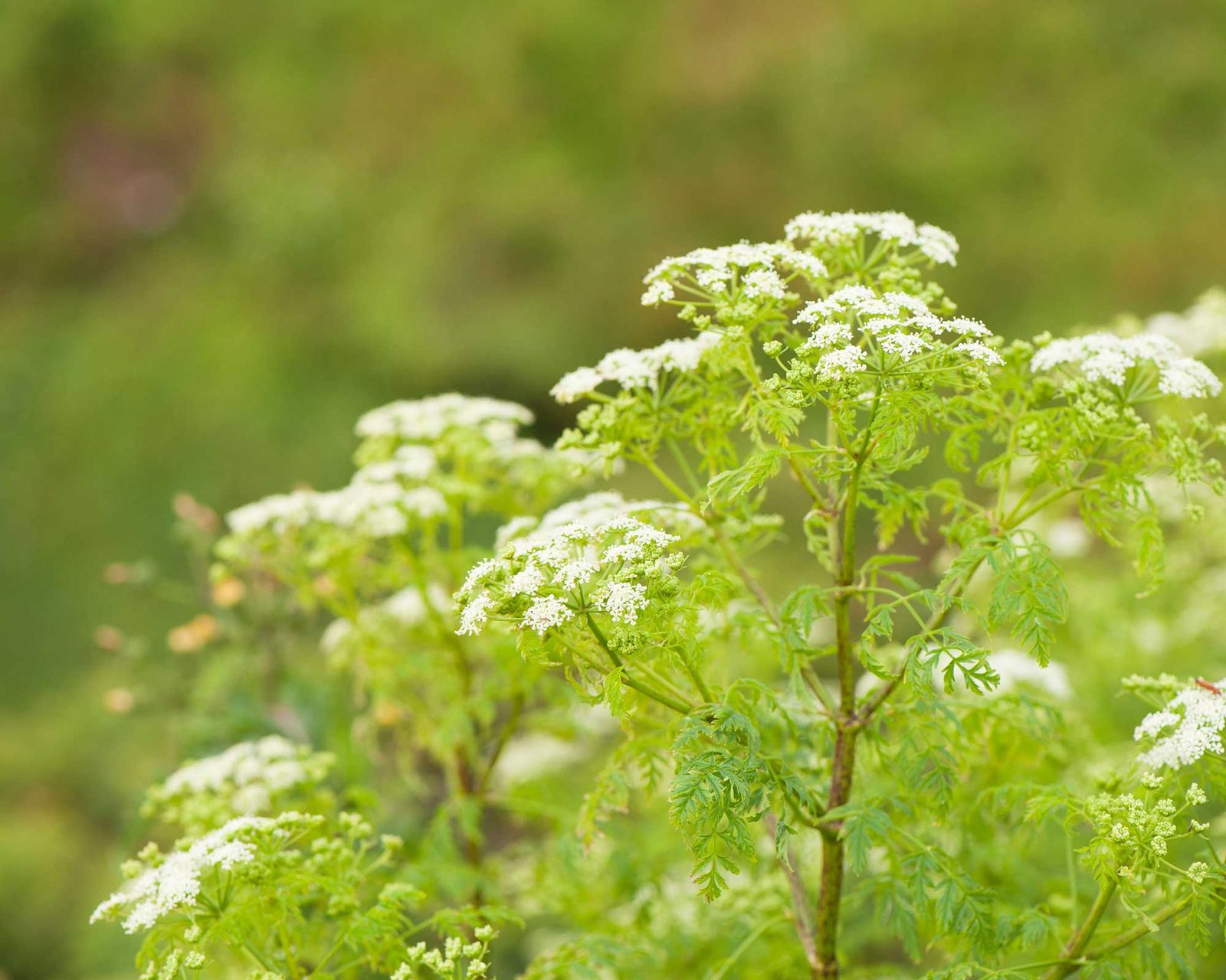 How to get rid of poison hemlock: remove this toxic plant | Gardeningetc