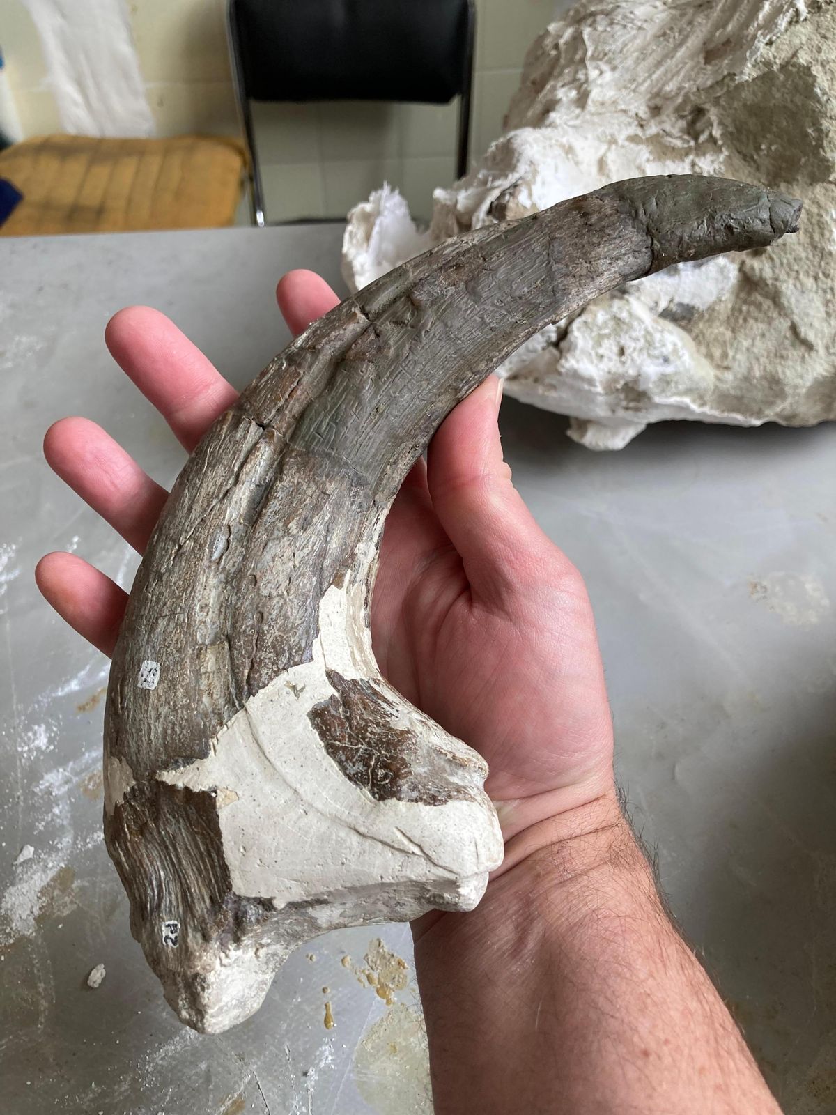 Gigantic dinosaur with 'claws like hedge trimmers' found with croc leg ...