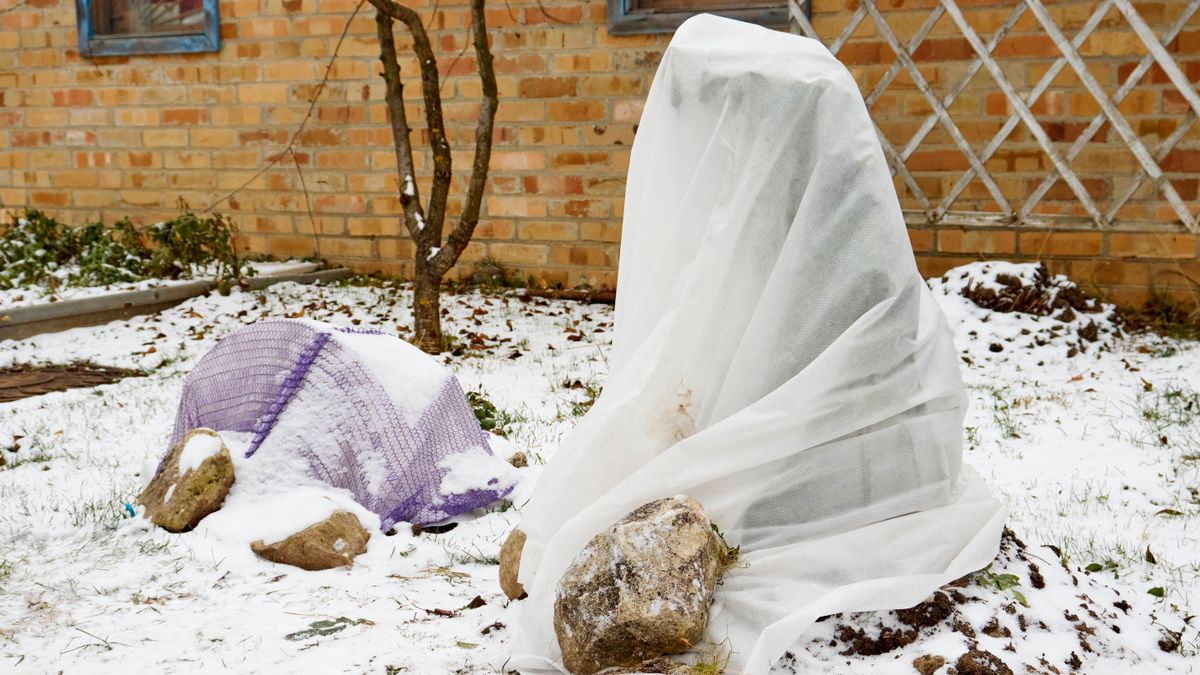 How to protect plants from frost this winter | Tom's Guide
