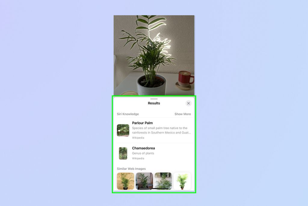 7 best ways to use your iPhone's awesome Visual Look Up feature | Tom's ...